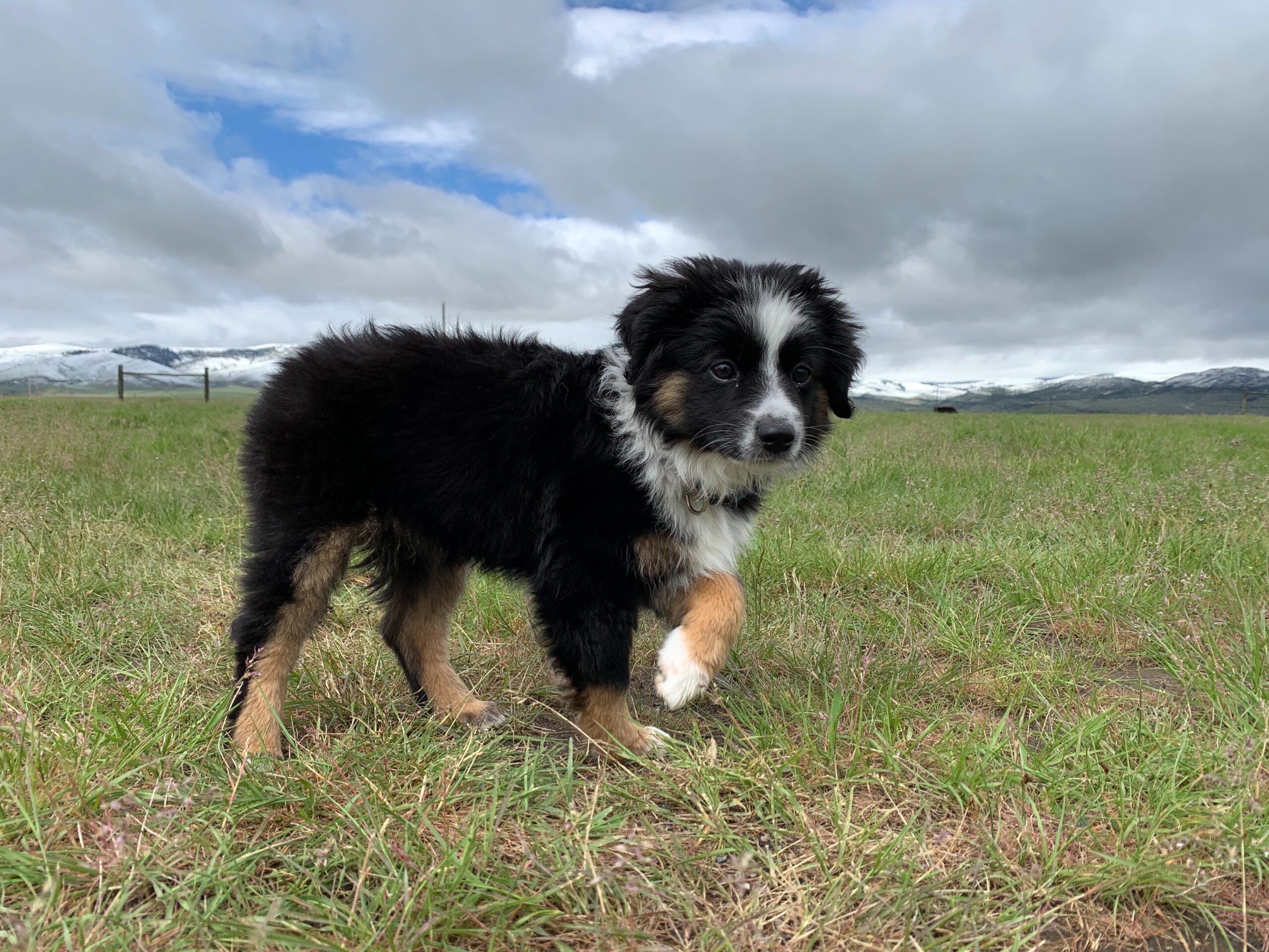 Puppy Love - Thrive: Life as a Doctor-Mom